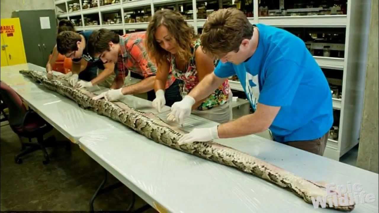 Huge Burmese Python Caught Breaking Record in Florida - YouTube