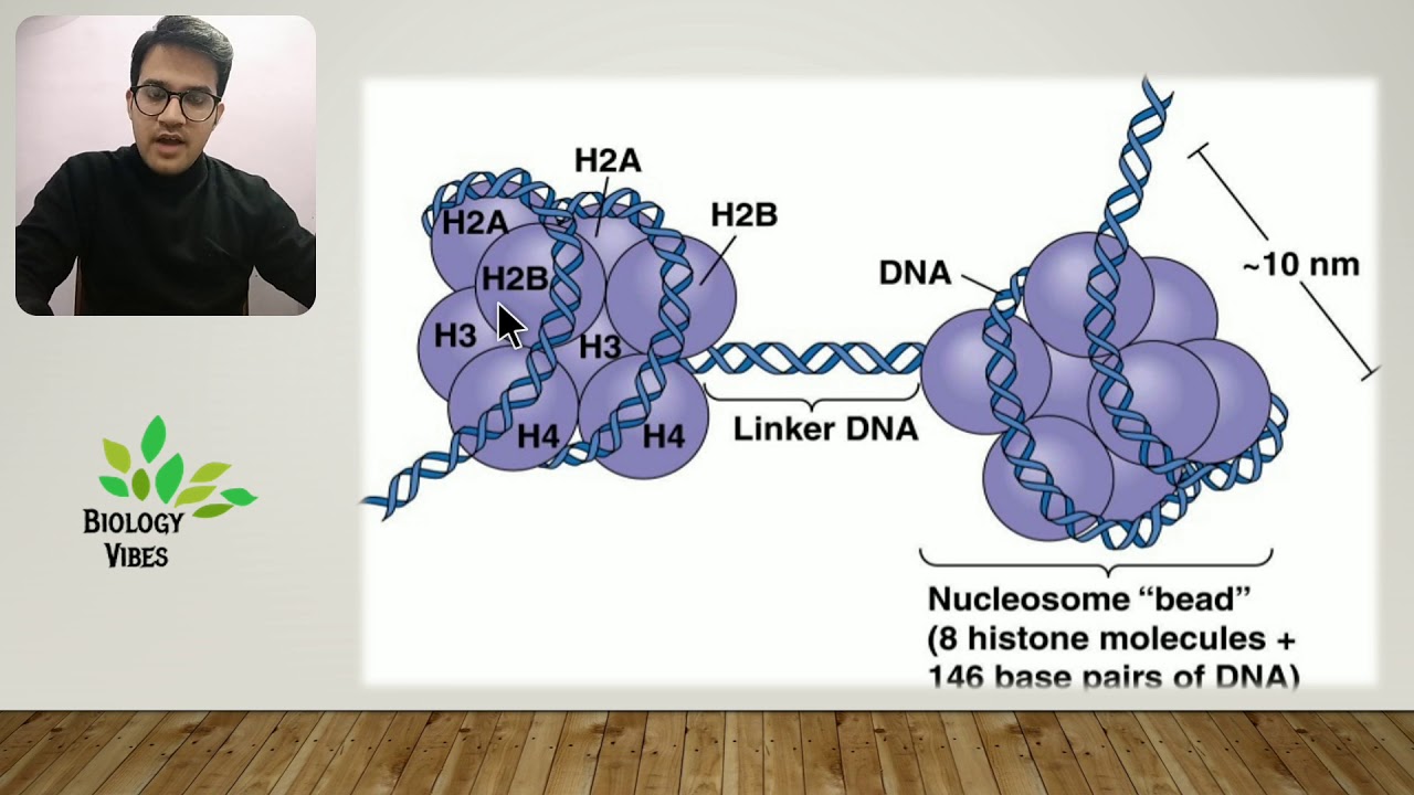 Molecular structure of DNA || DNA Packing in Chromosomes || English ...