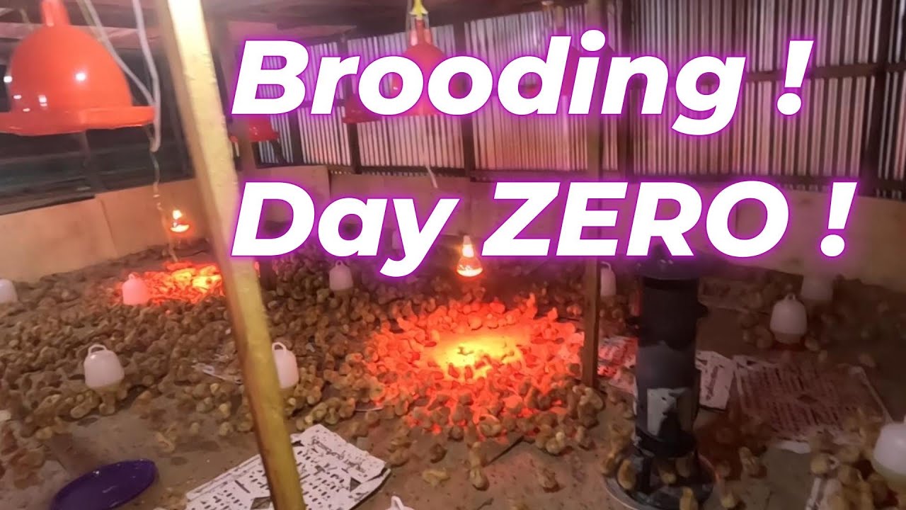 Brooding One Day Old baby chickens! Day Zero ! Tips! What ! Why! how ...