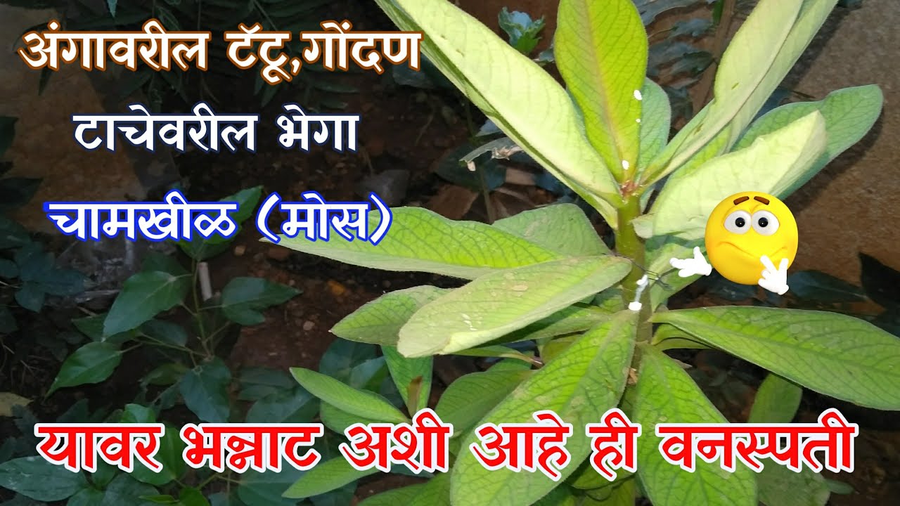 चामखिळी (मोस), टॅटू गोंदण लगेच जाईल, पायाच्या भेगा भरून निघतील, औषधी ...