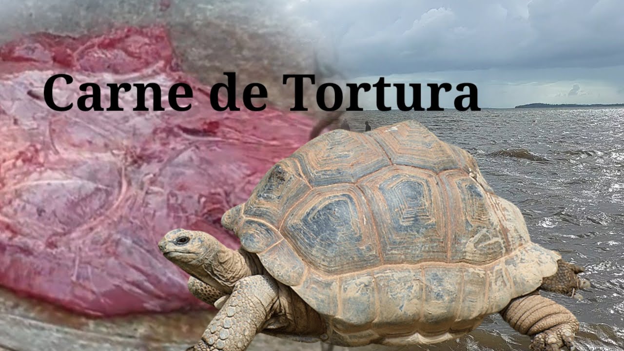 Nicaragua Carne de Tortuga cuanto vale - YouTube