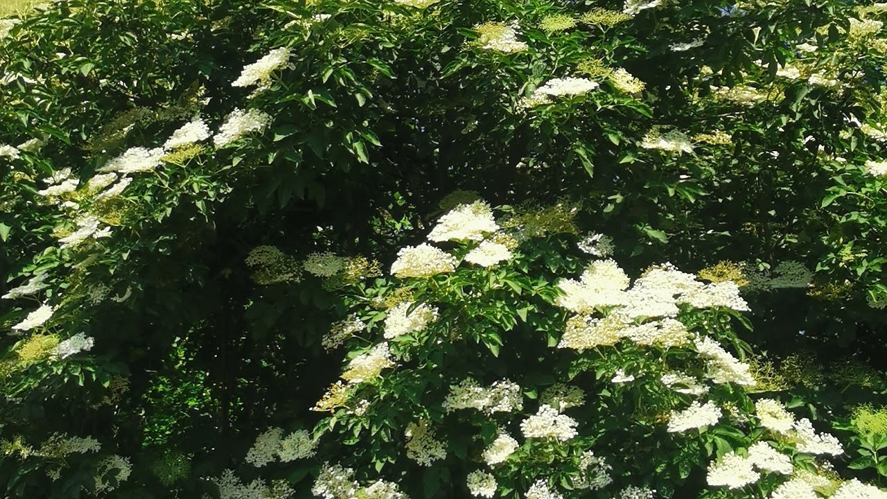 Socul, pomul sacru / Beneficiile florilor si fructelor de soc - YouTube