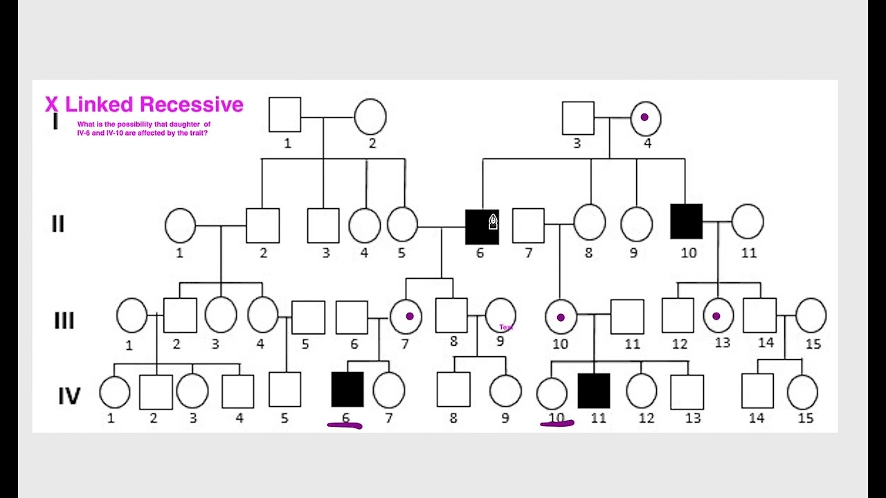 X Linked Recessive Pedigree Youtube 8 2 Human Inheritance Guest