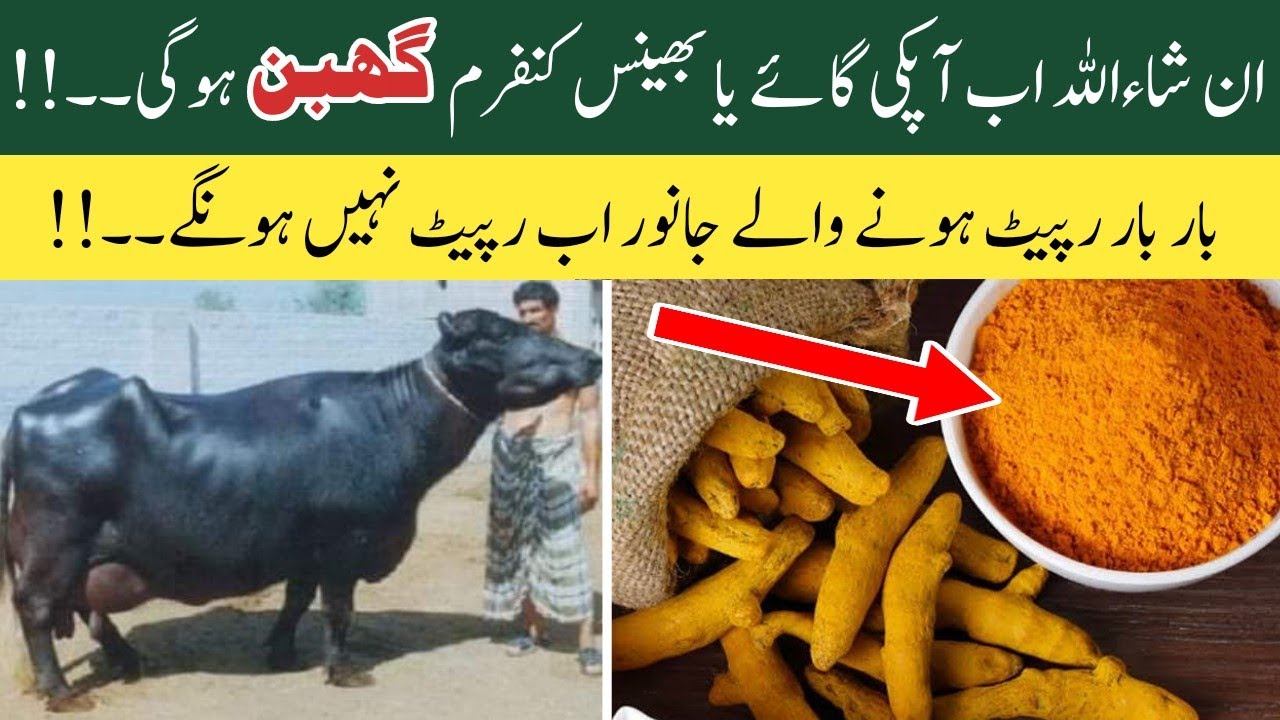 gaye bhains ko ghaban karwanay Ka tarika - YouTube