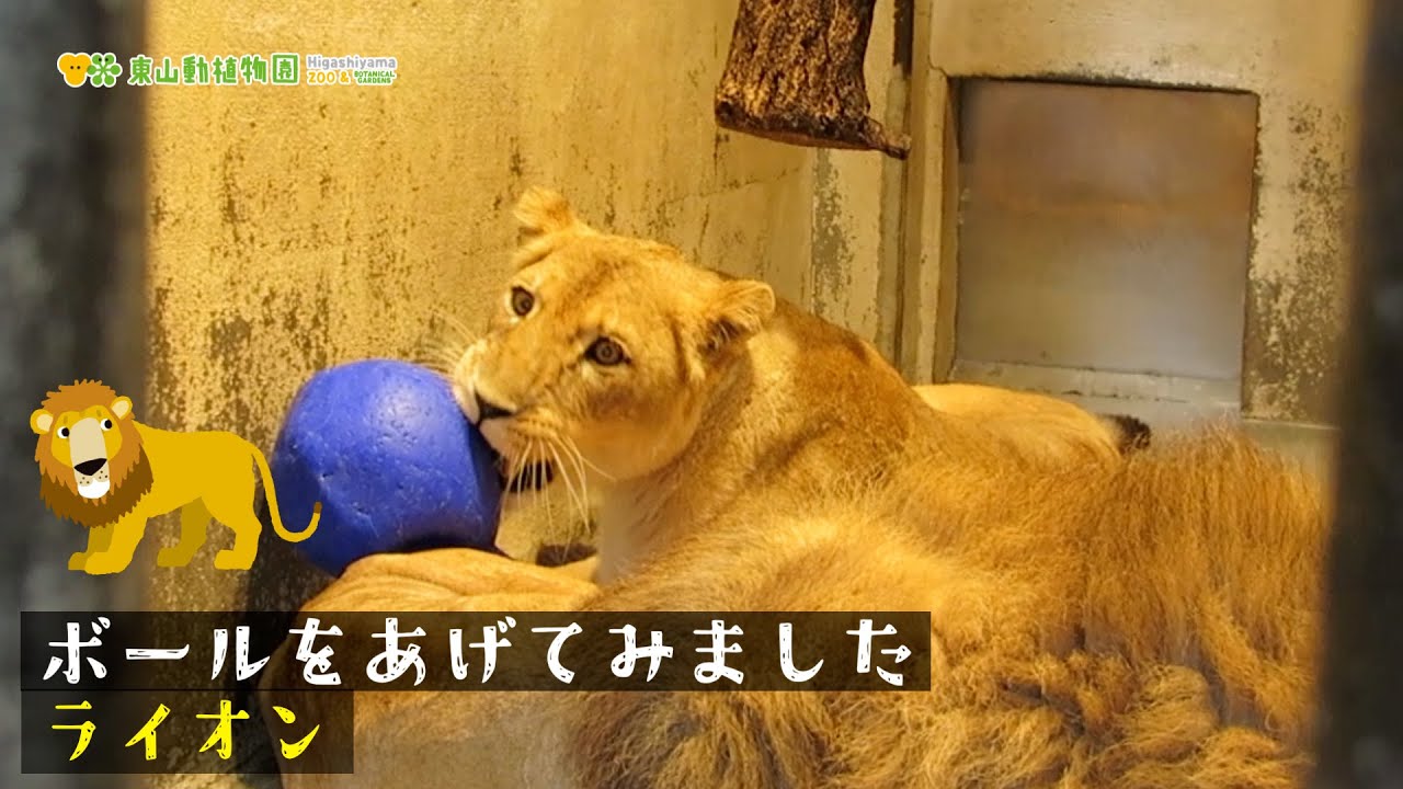 【東山動植物園公式】ライオンにジョリーボールをあげてみました《 ライオン 》 - YouTube