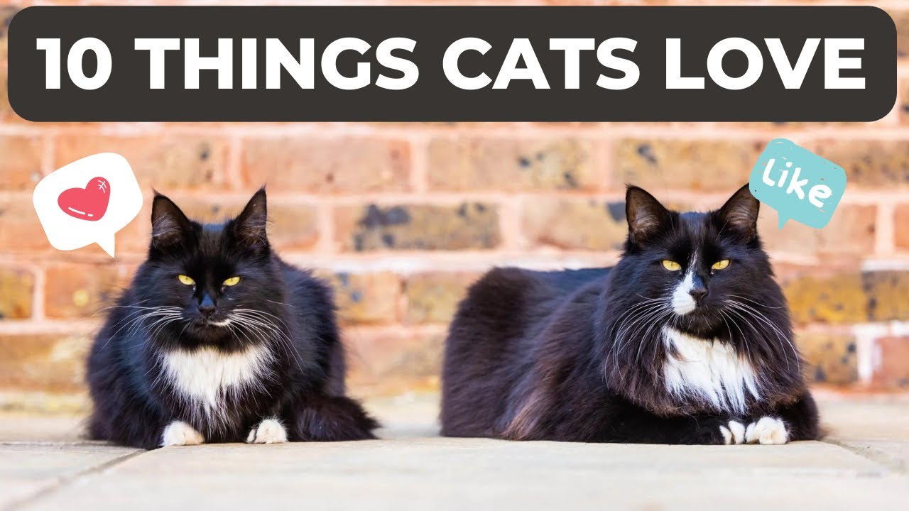 10 Things Cats Love The Most: Discover What Feline Friends Love Most ...