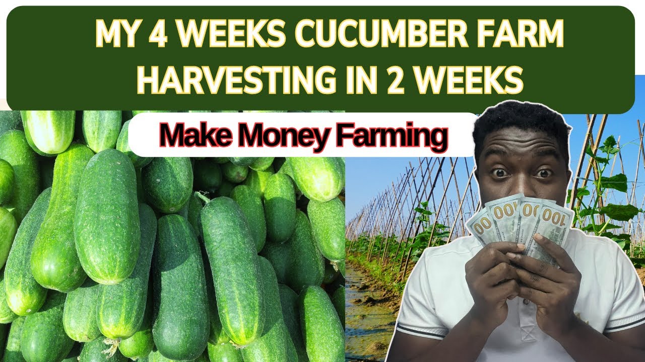 EVERYTHING YOU NEED TO KNOW ABOUT CUCUMBER FARMING. MAKE MONEY FARMING ...
