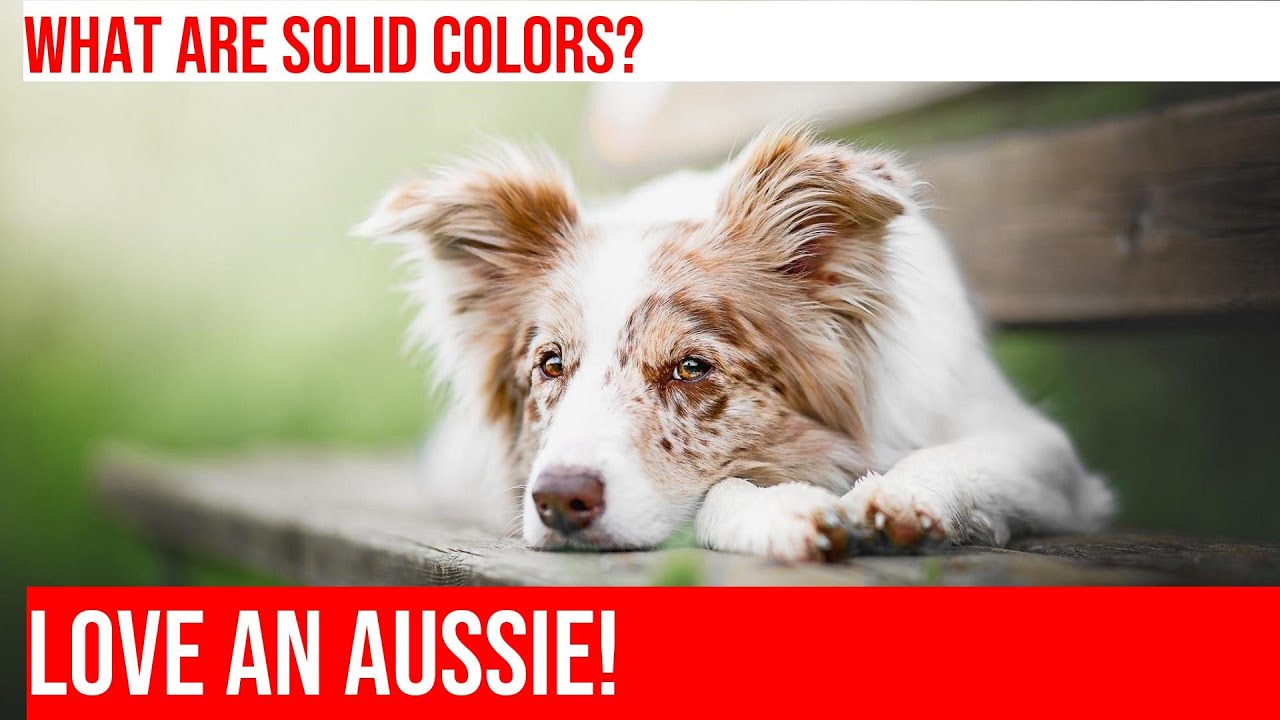 Exploring the Colorful World of Australian Shepherd Coats - YouTube