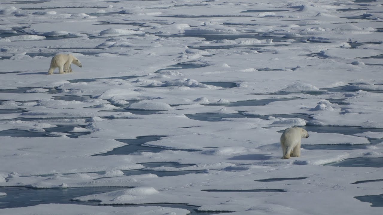 Reflections—Polar Bears and the 2019 Climate Talks - YouTube