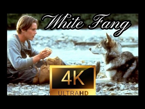 TAMING SCENE | ( 1991 ) WHITE FANG #whitefang #ethanhawke #wolves - YouTube