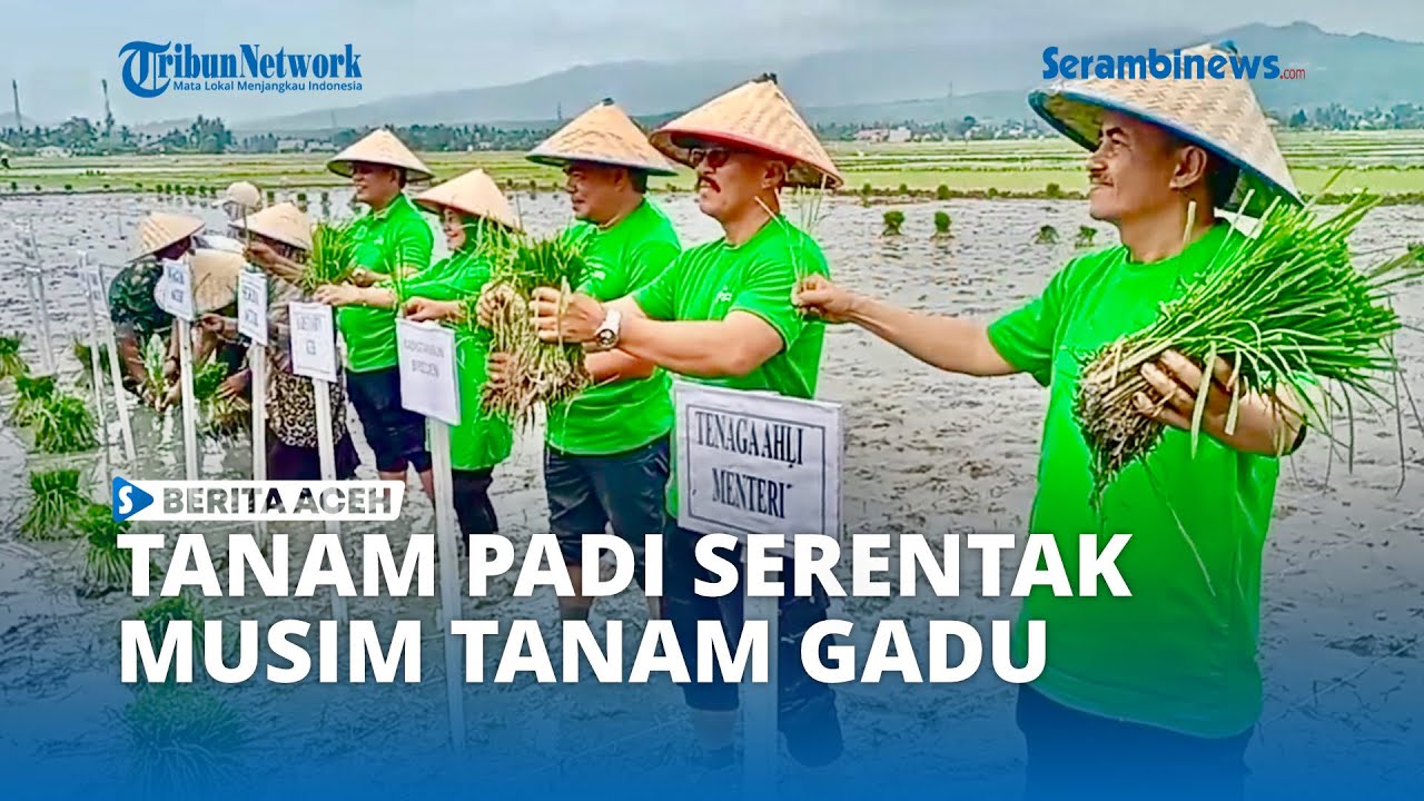 Gerakan Tanam Padi Serentak Musim Tanam Gadu di Samalanga - YouTube