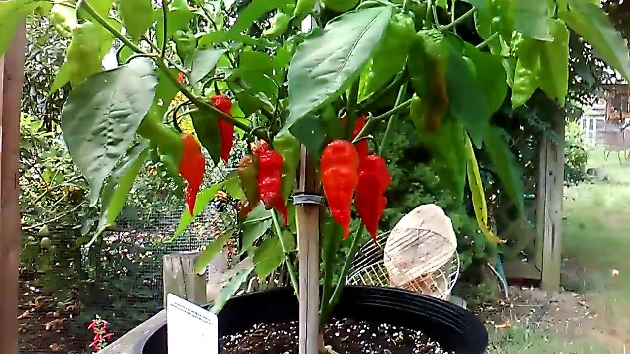 Ghost Pepper , Monster Plant won't stop - YouTube