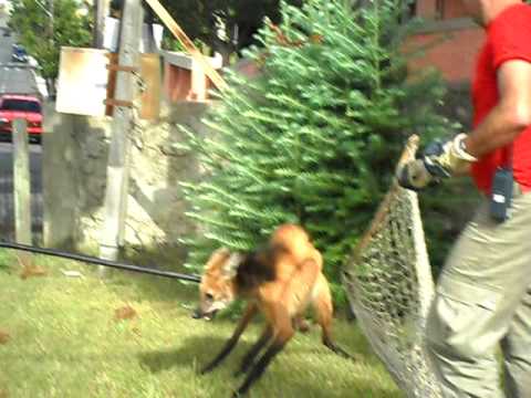 Brazilian Wolf Attacks Dog - YouTube