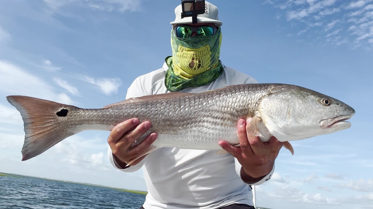 Scouting the Marsh for topwater STRIKES from Red Drum and Speckled ...