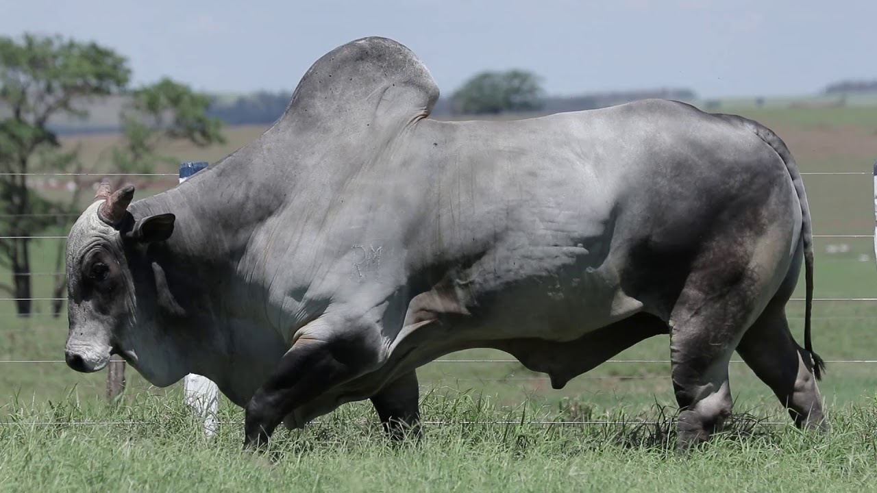 LOTE 71 GRI B 3276 - YouTube