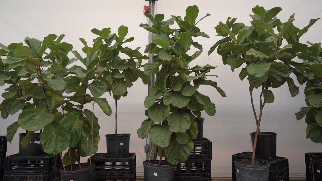 Fiddle Leaf Fig @ greengate Garden Centres - YouTube