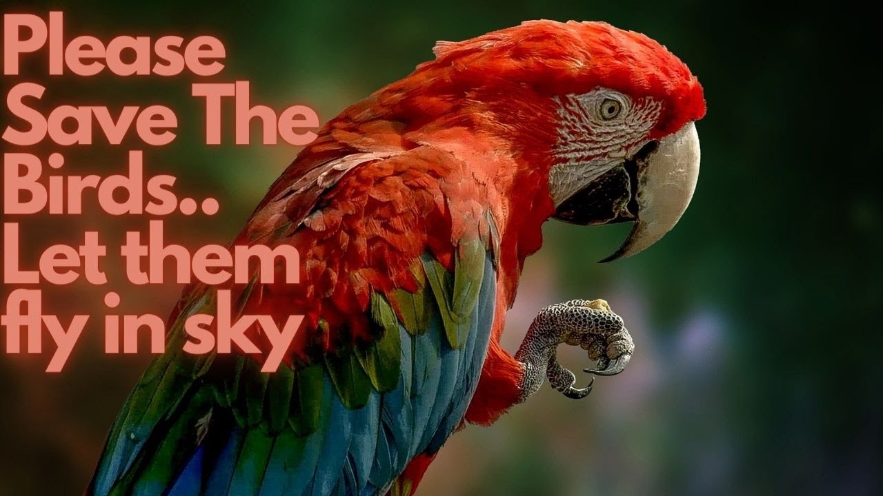 #Please Save The Birds.. Let them fly in sky..#Birds - YouTube