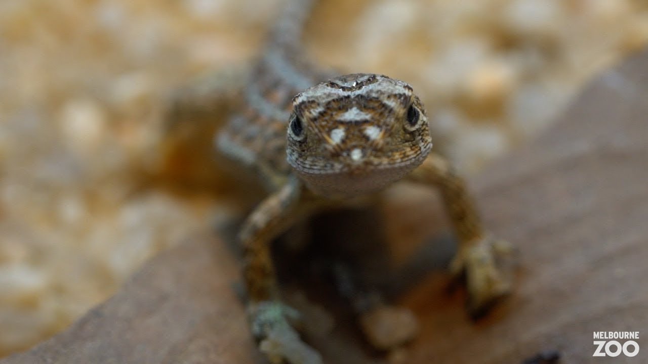 Baby Grassland Earless Dragons (ACT subspecies) - YouTube