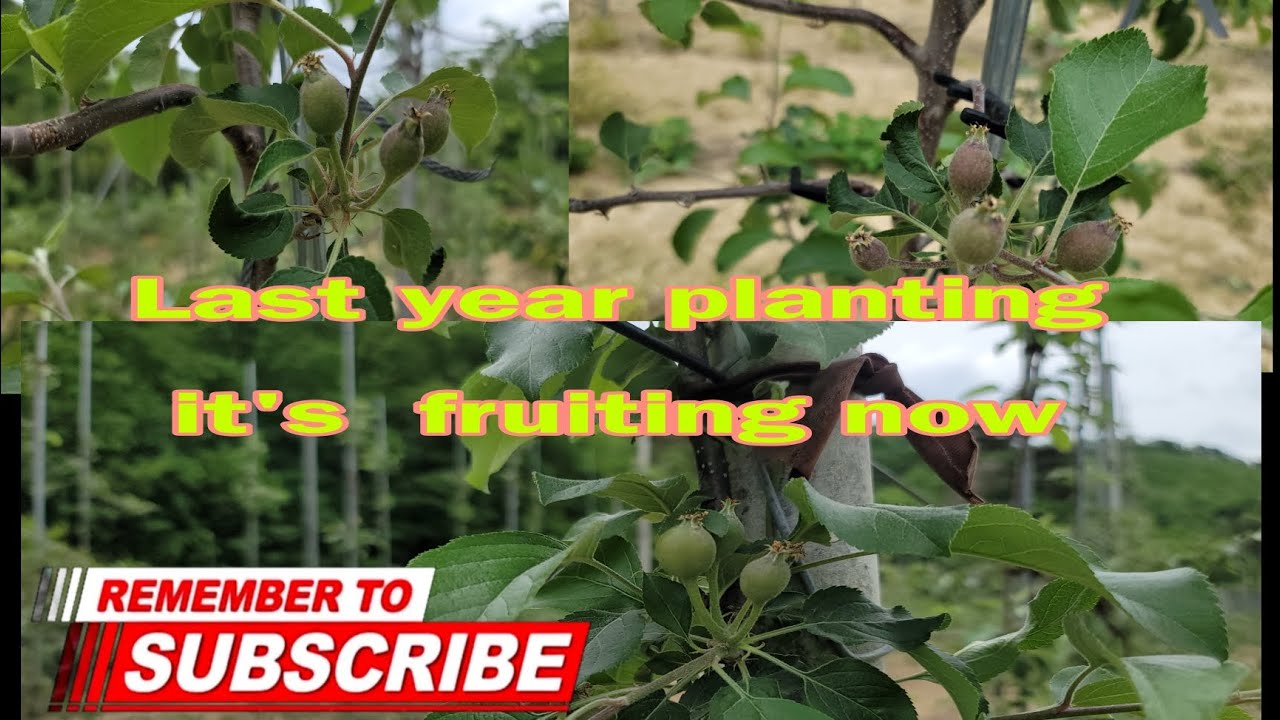 Survey Our Last Year Planting Of Apple My Bunga NA Thank You Lord - YouTube