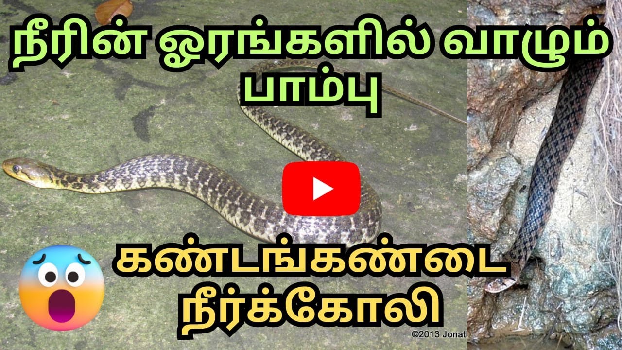 கண்டங்கண்டை நீர்க்கோலி | Fowlea Piscator Snake | Tamil - YouTube