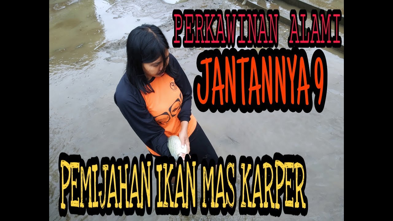 TAHAPAN PEMIJAHAN IKAN MAS KARPER SECARA ALAMI "SMK N 4 Pekalongan ...
