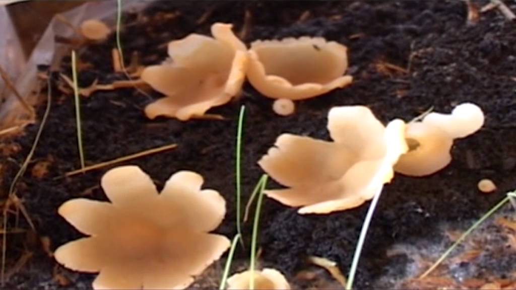 KERPUDHAT E DIVJAKES ABCNews 10 SHKURT - YouTube