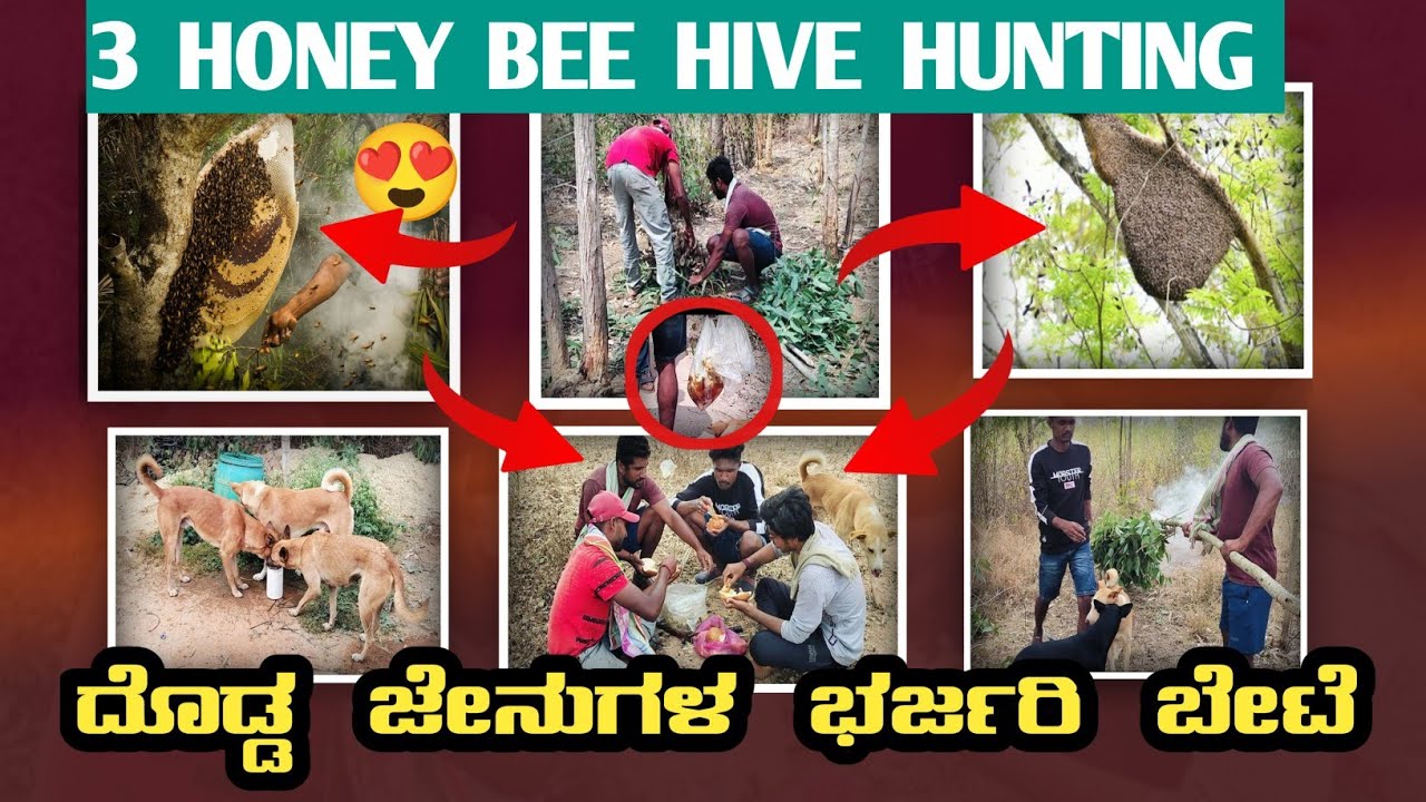 3 ದೊಡ್ಡ ಜೇನುಗಳ ಭರ್ಜರಿ ಬೇಟೆ 🐝🍯| Honey bee hive live hunting video 🐝🔥 ...