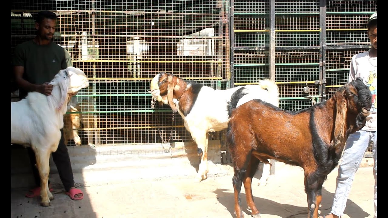 Big andul goat ka mela Munda kota goat - YouTube