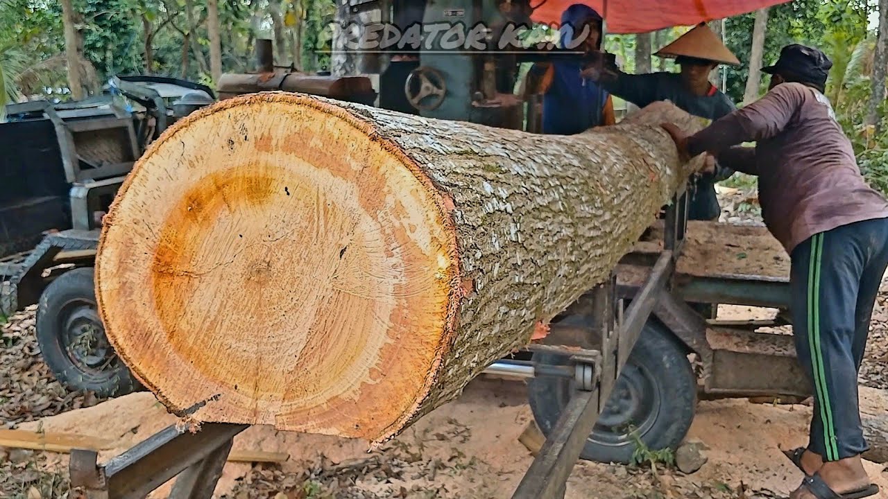 BESAR DAN TUA‼️Pohon Mahoni Di Tebang Langsung Di Rajang-Gergaji Mesin ...