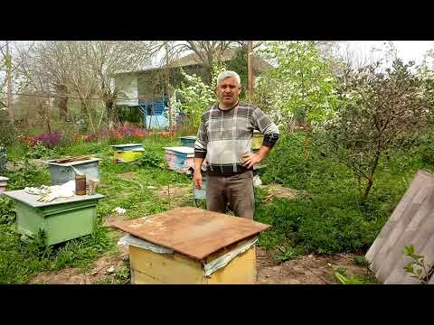 Varroa gənələri ilə mübarizə necə aparılmalıdır?