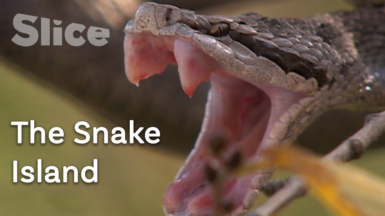 The island carpeted with venomous snakes | SLICE - YouTube