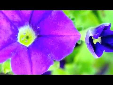 The Paintbrush of God. / El Pincel de Dios. - YouTube