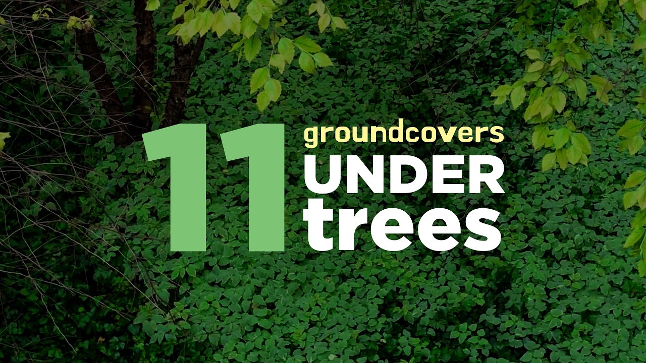 11 Perennial Ground Cover Plants Performing Great Under Trees - YouTube