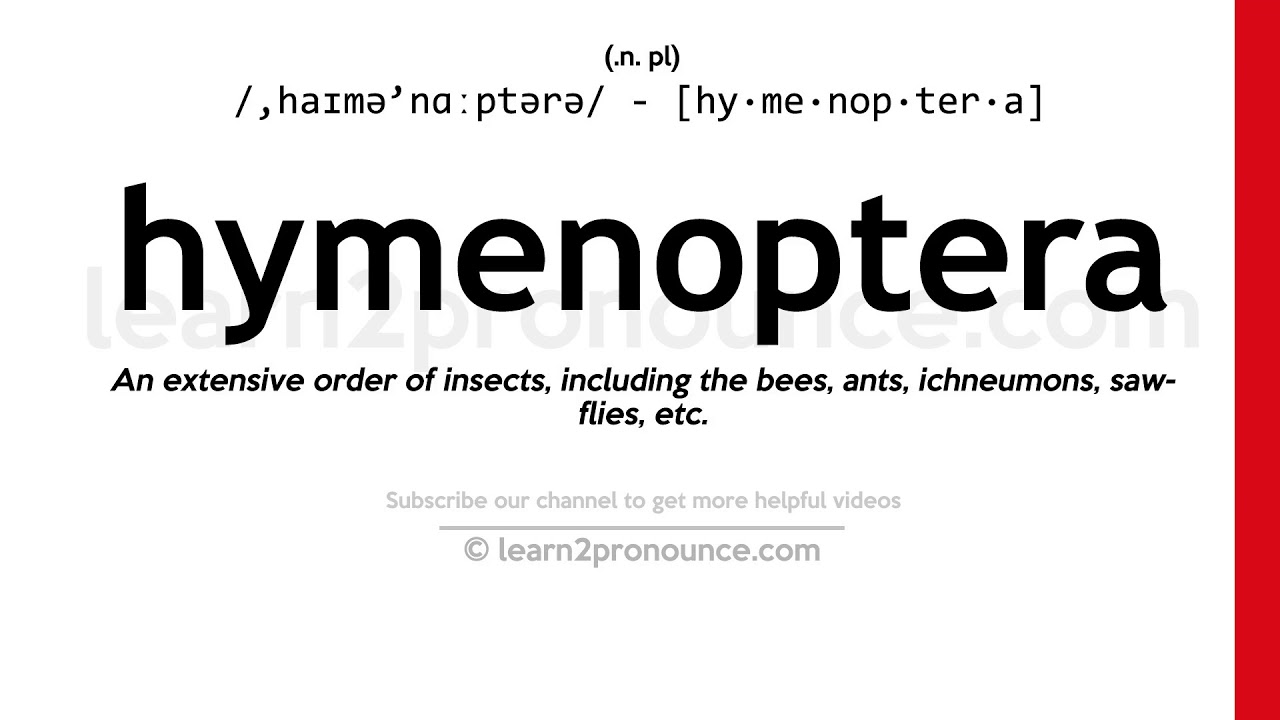 Pronunciation of Hymenoptera | Definition of Hymenoptera - YouTube