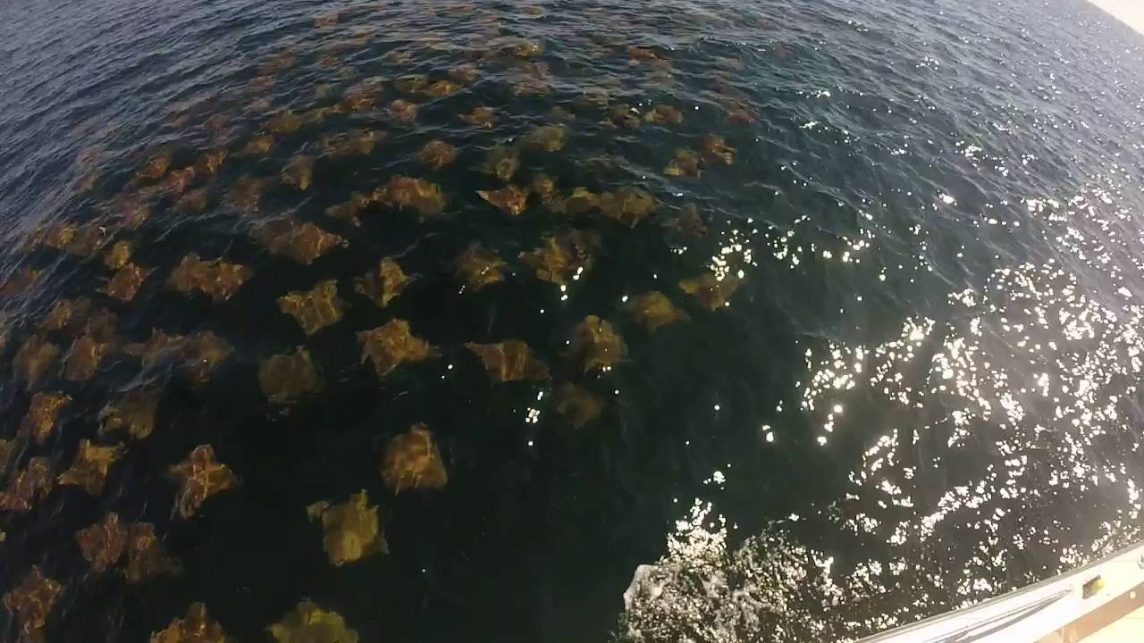Rays at 5 fathom bank - YouTube