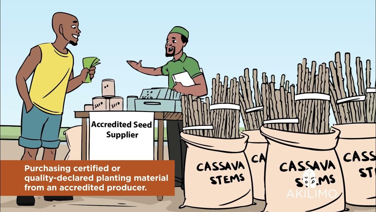 Healthy Planting Materials 5 - YouTube