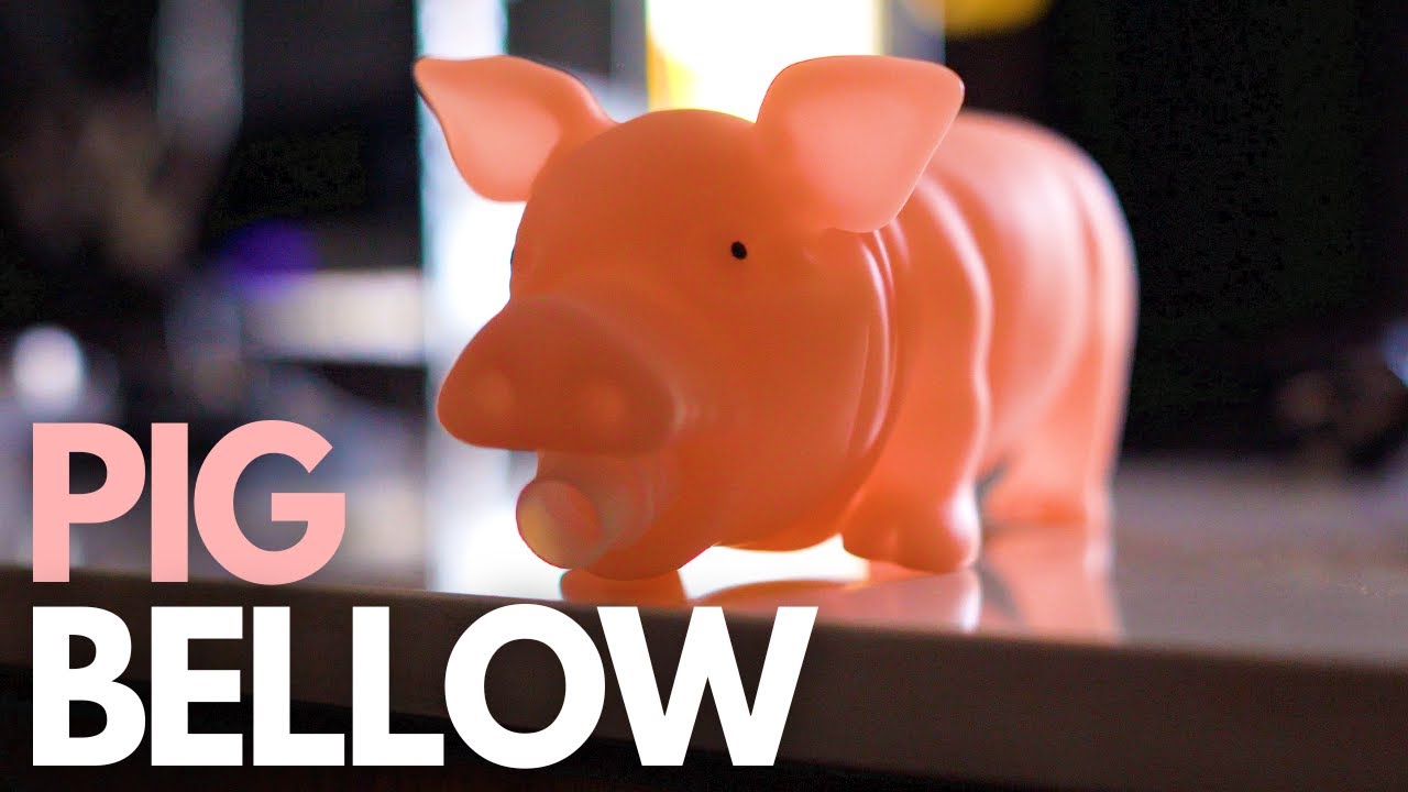 I hid a Pig in Lance Hedricks Coffee Studio - YouTube