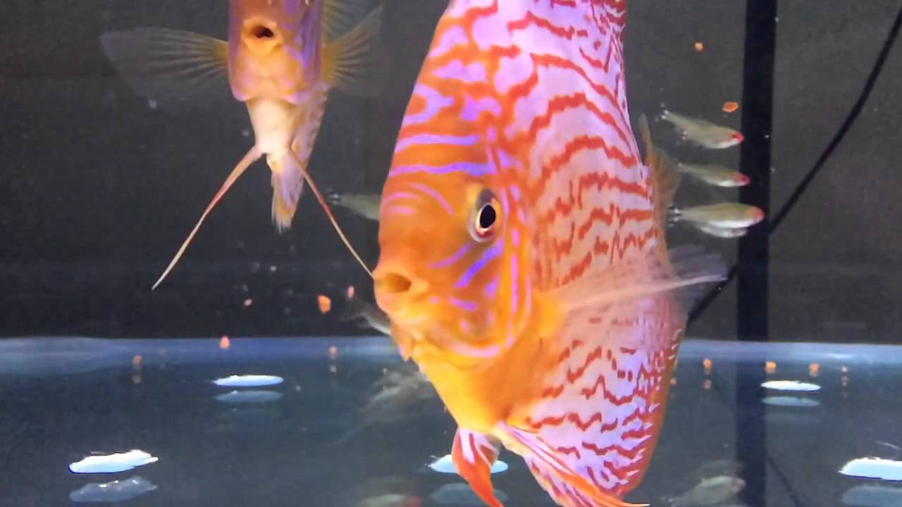 Discus eating - slow-mo - YouTube