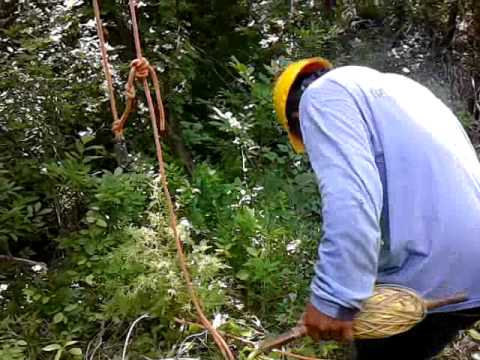 Abc professional tree services' throwball on jorge - YouTube