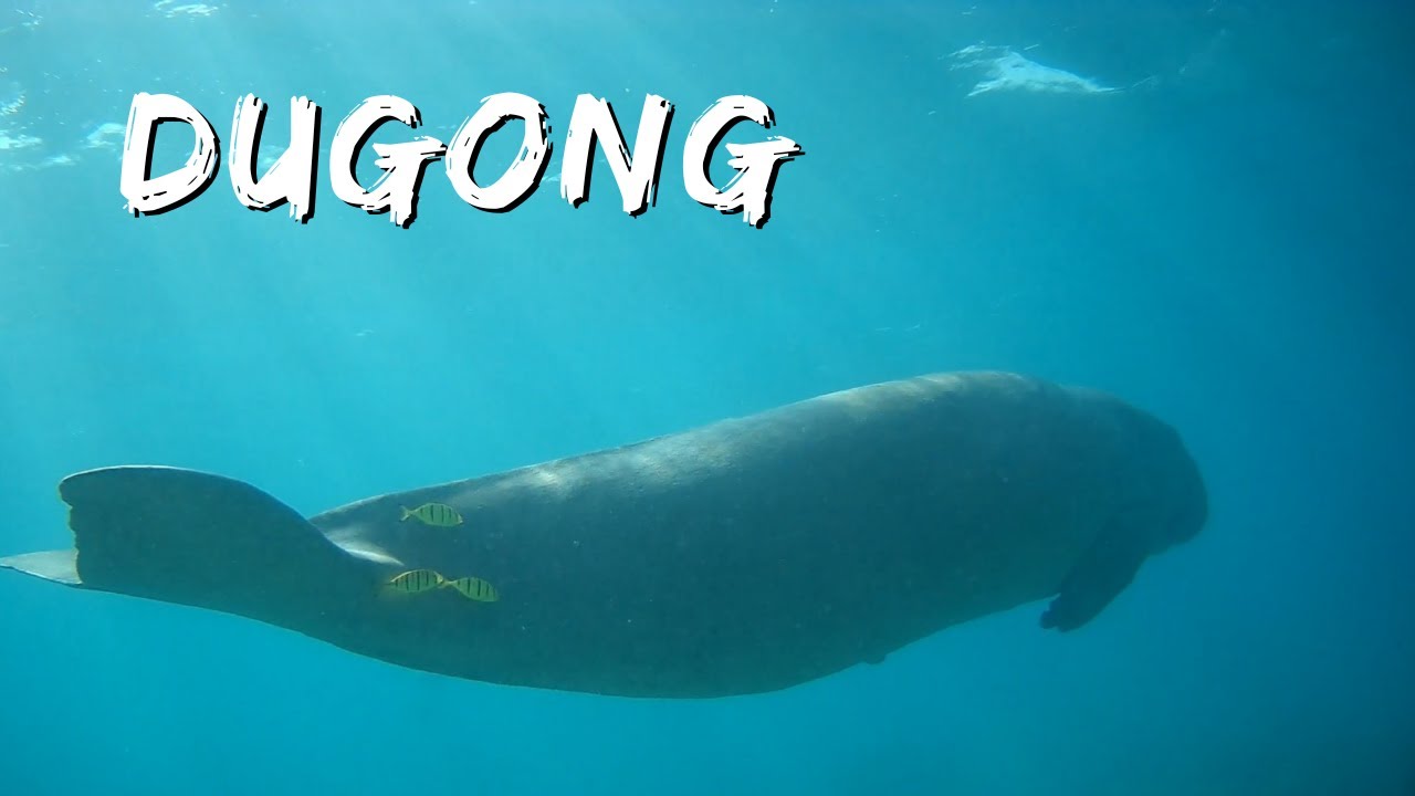 Sea Cow | Dugong | Scuba-Diving in Neil island | Ep-17 - YouTube