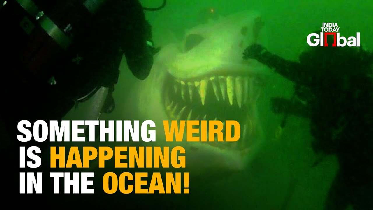 Doomsday Fish, Anglerfish, and Whale Strandings— Ominous Signs? - YouTube
