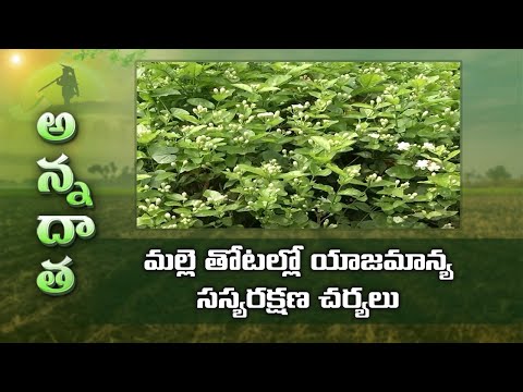 Tips for Good Yields in Jasmine