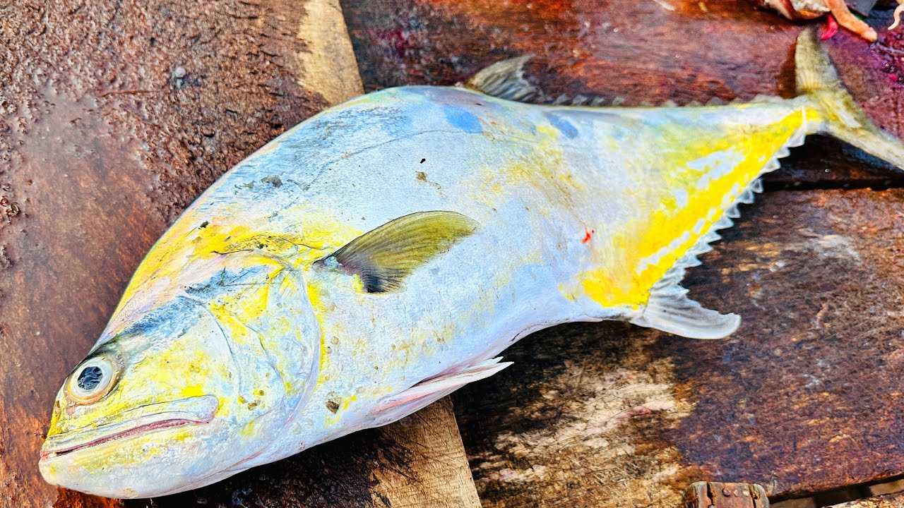 Amazing Queenfish Cutting | Queenfish Cleaning & Cutting into Cubes ...