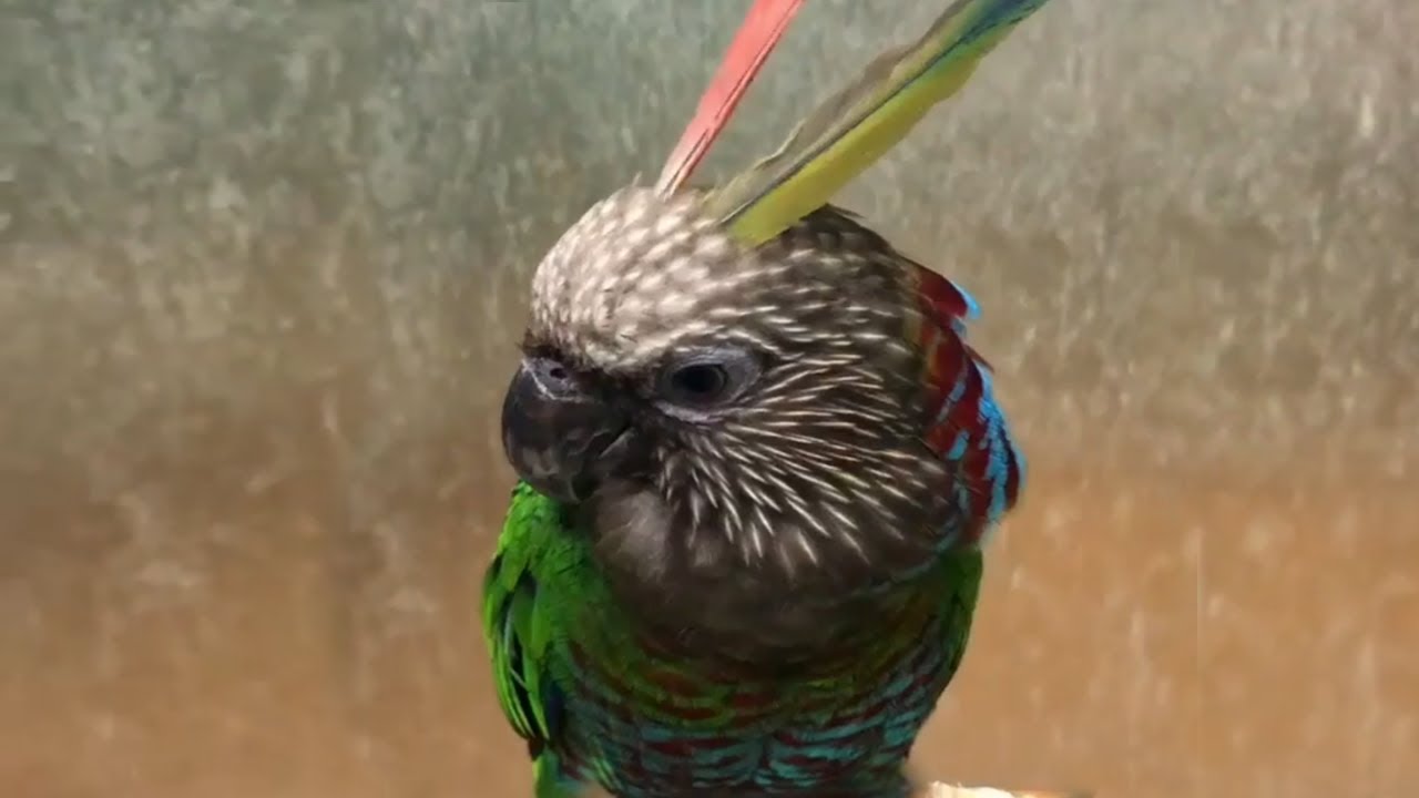 Bunny Birb - YouTube