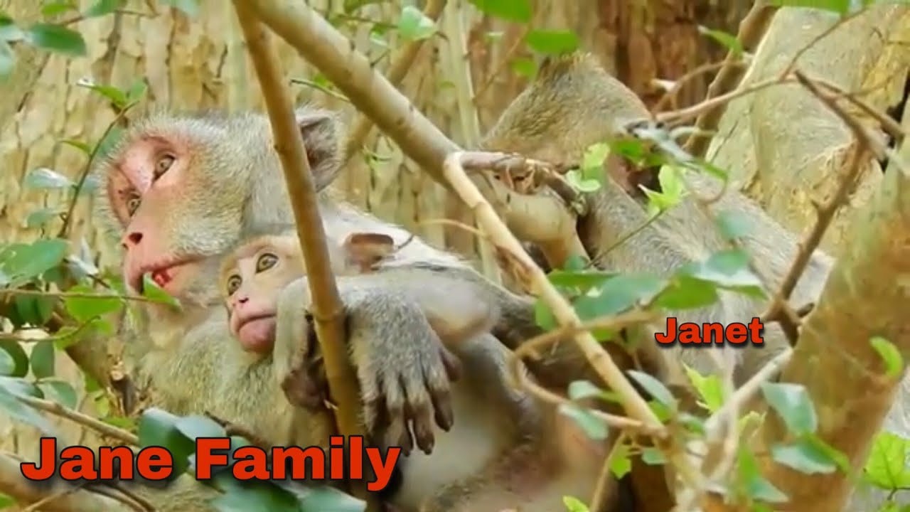 Janet is very inconsiderate sibling Monkey, Jane Sacrifice everything ...