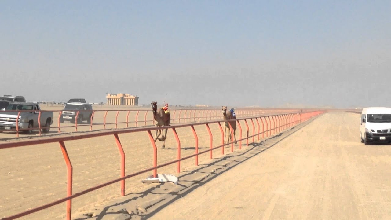 Kuwait: camel racing (January 2015) - YouTube