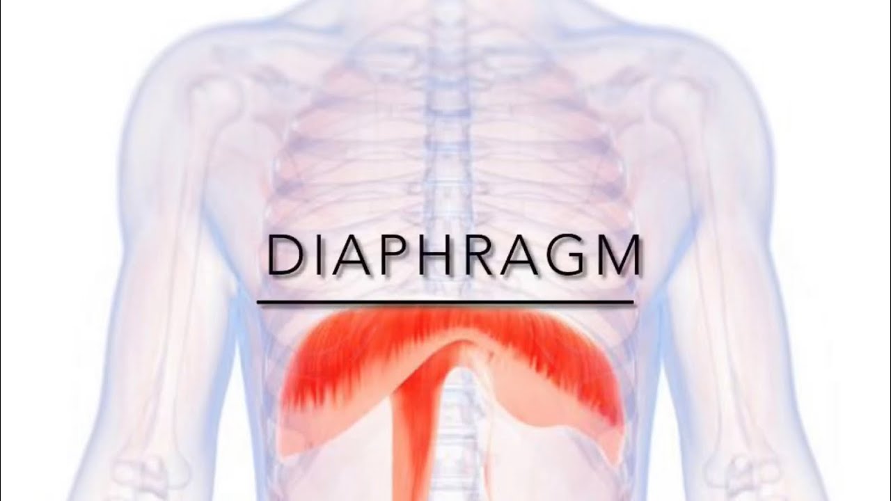 Diaphragm anatomy notes - YouTube