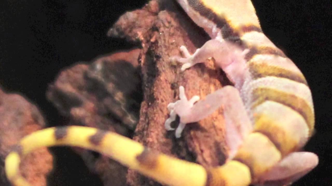 Microgecko persicus euphorbiacola vocalization - YouTube