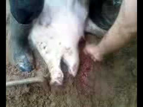 vid0114.3gp