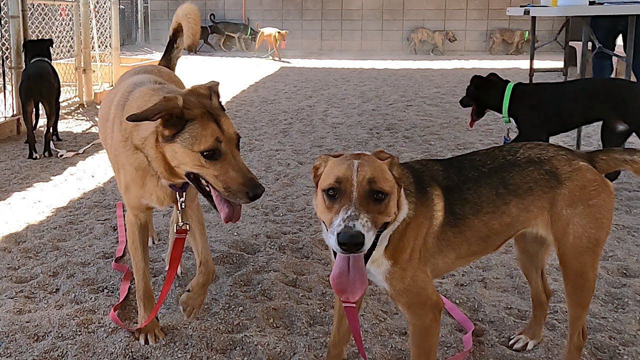 Dog TV Daycare #6 - YouTube